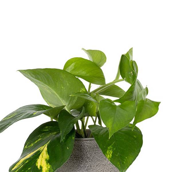 11 best hanging plants to decorate your home with | 2021 | Glamour UK