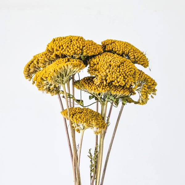 Dried Flowers & 30+ Best Dried Flowers to Shop | Glamour UK