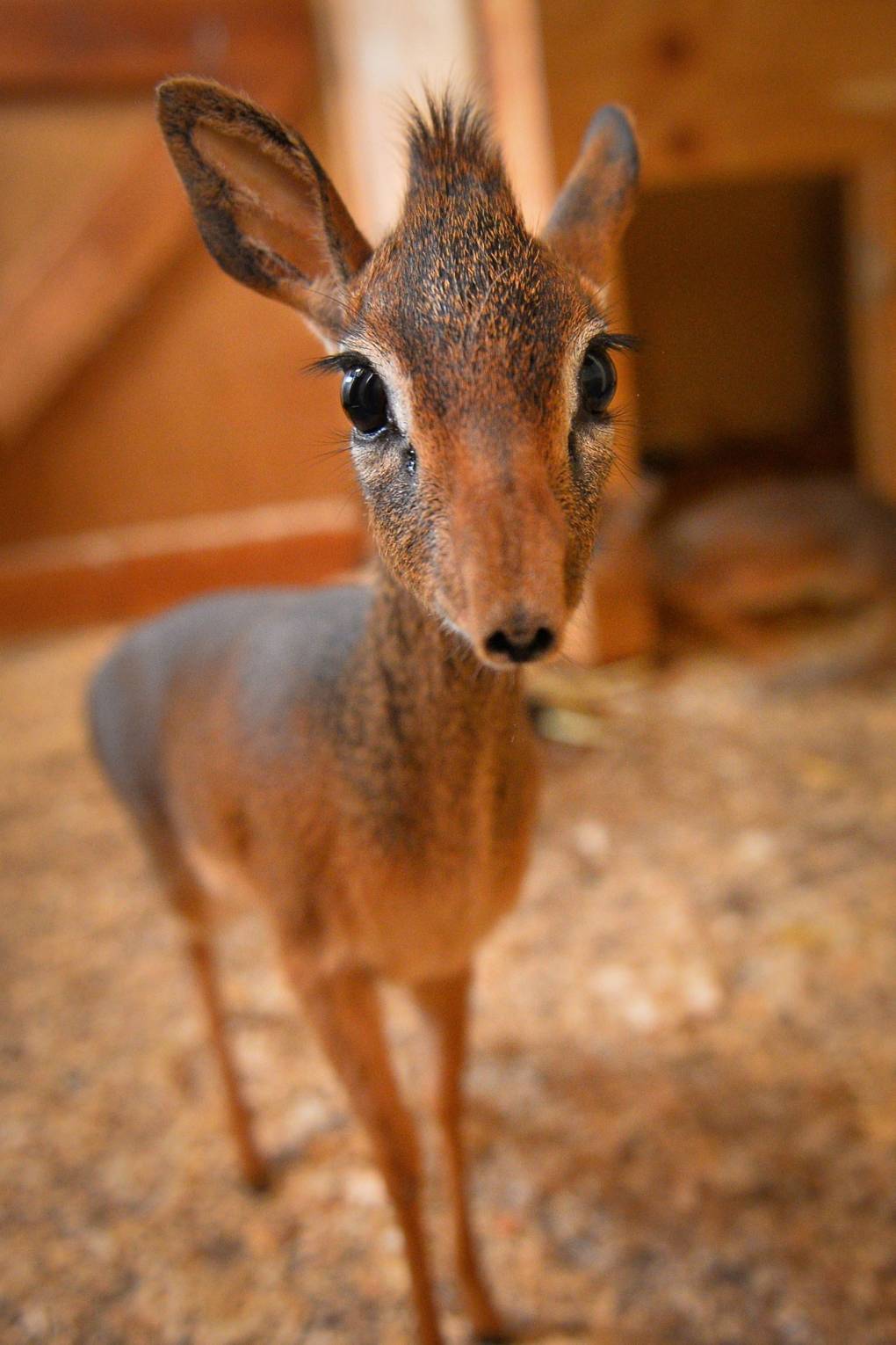 Baby Antelope Cute Animal Pictures: Abandoned by Mother at Chester Zoo ...