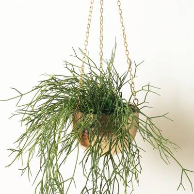 11 best hanging plants to decorate your home with | 2021 | Glamour UK