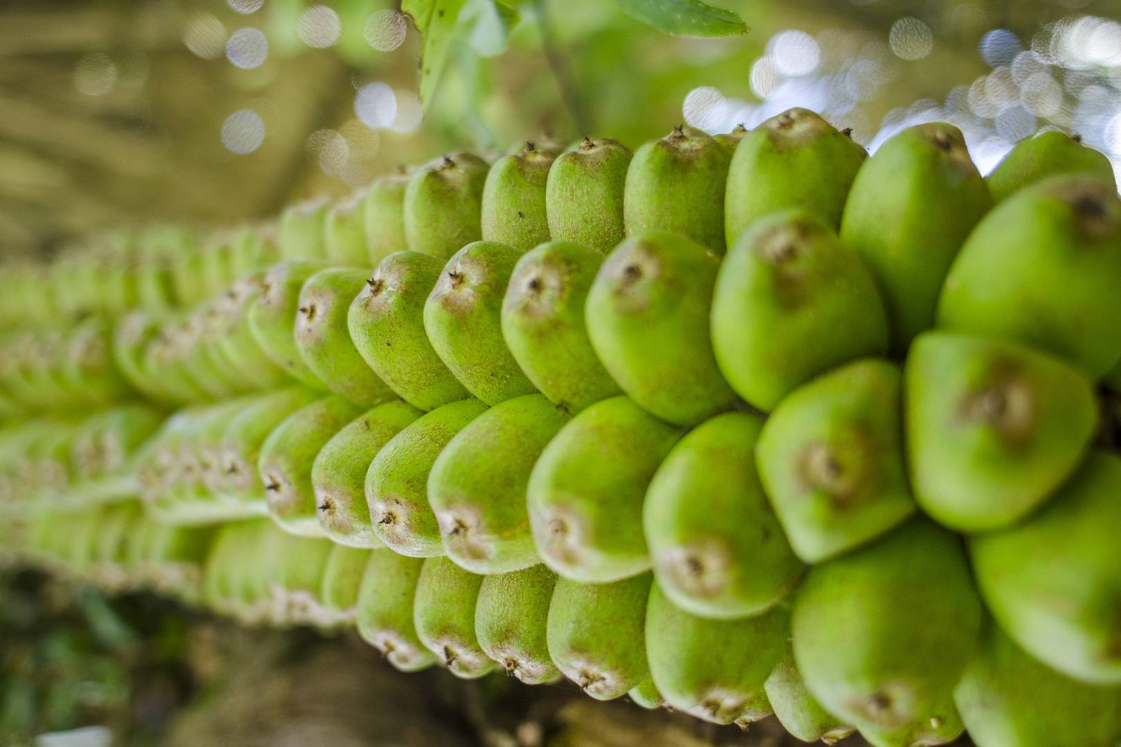 What Is Babassu Oil And What Are The Skin And Health Benefits? | Glamour UK