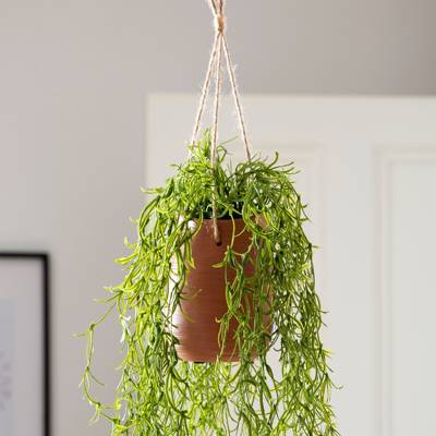 11 best hanging plants to decorate your home with | 2021 | Glamour UK