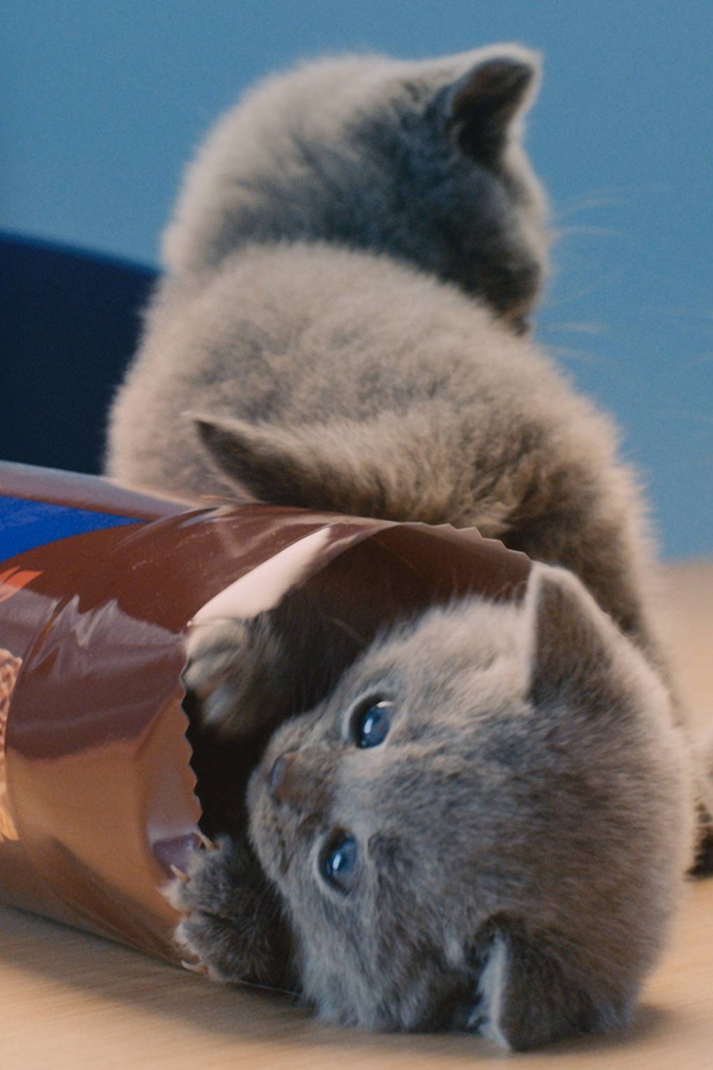Cute cat adverts - Puppy adverts - Cute television adverts - McVitie's ...