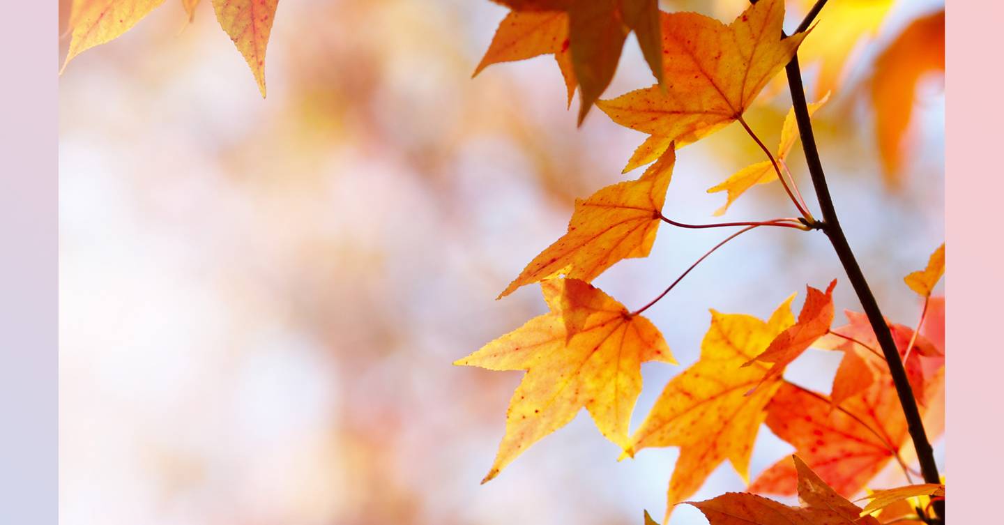 Maple Leaf Extract Skin Study: Can It Prevent Wrinkles? | Glamour UK