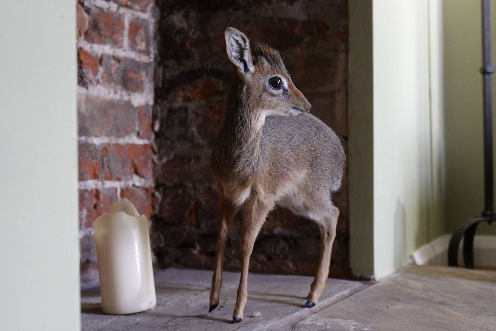Baby Antelope Cute Animal Pictures: Abandoned by Mother at Chester Zoo ...