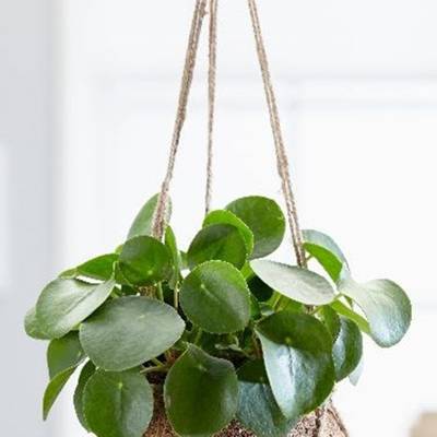 11 best hanging plants to decorate your home with | 2021 | Glamour UK